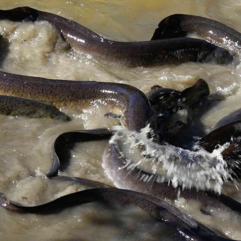 15 Wiggly Facts About Eels - Factopolis