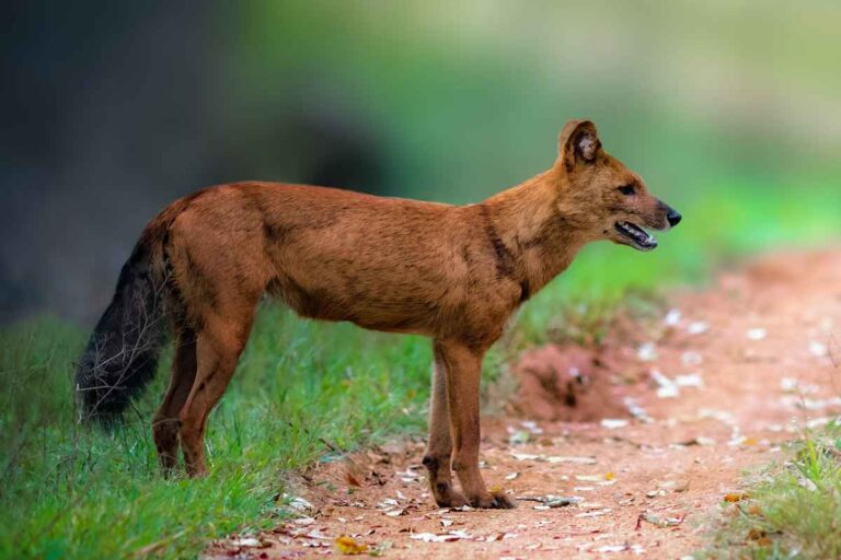 10 Brilliant Facts About Dholes - Factopolis
