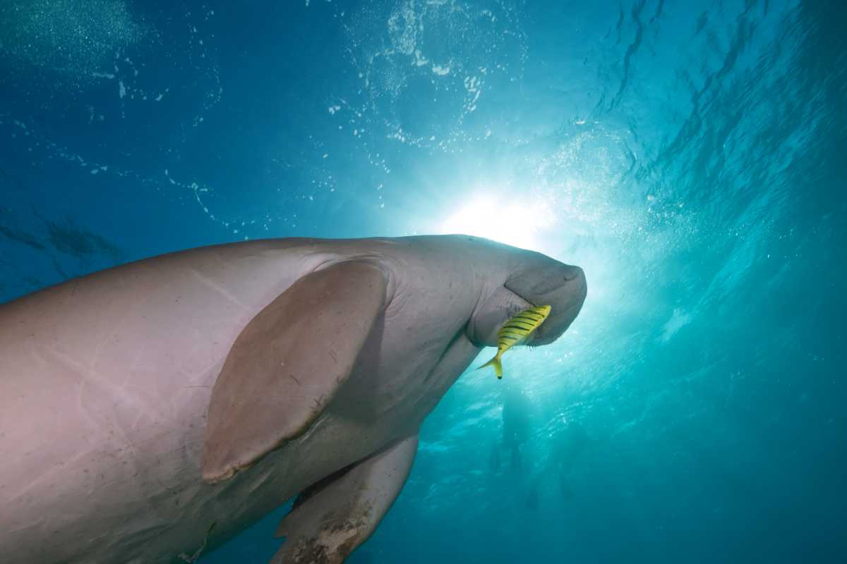 Facts About Dugongs - Factopolis