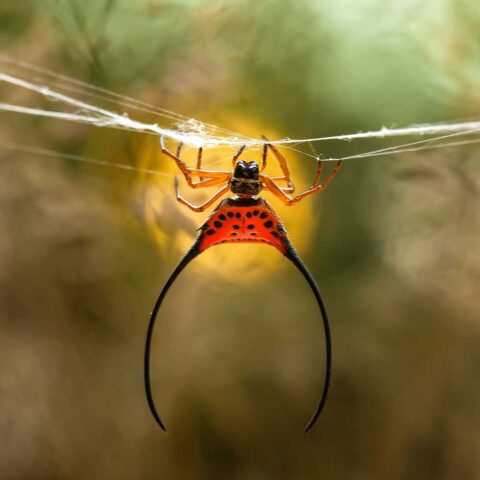 100 Weirdest Animals in the World (with photos) - Factopolis