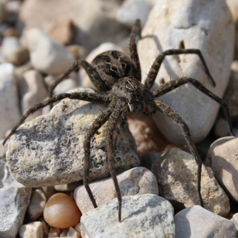 10 Fun Facts About Fishing Spiders - Factopolis