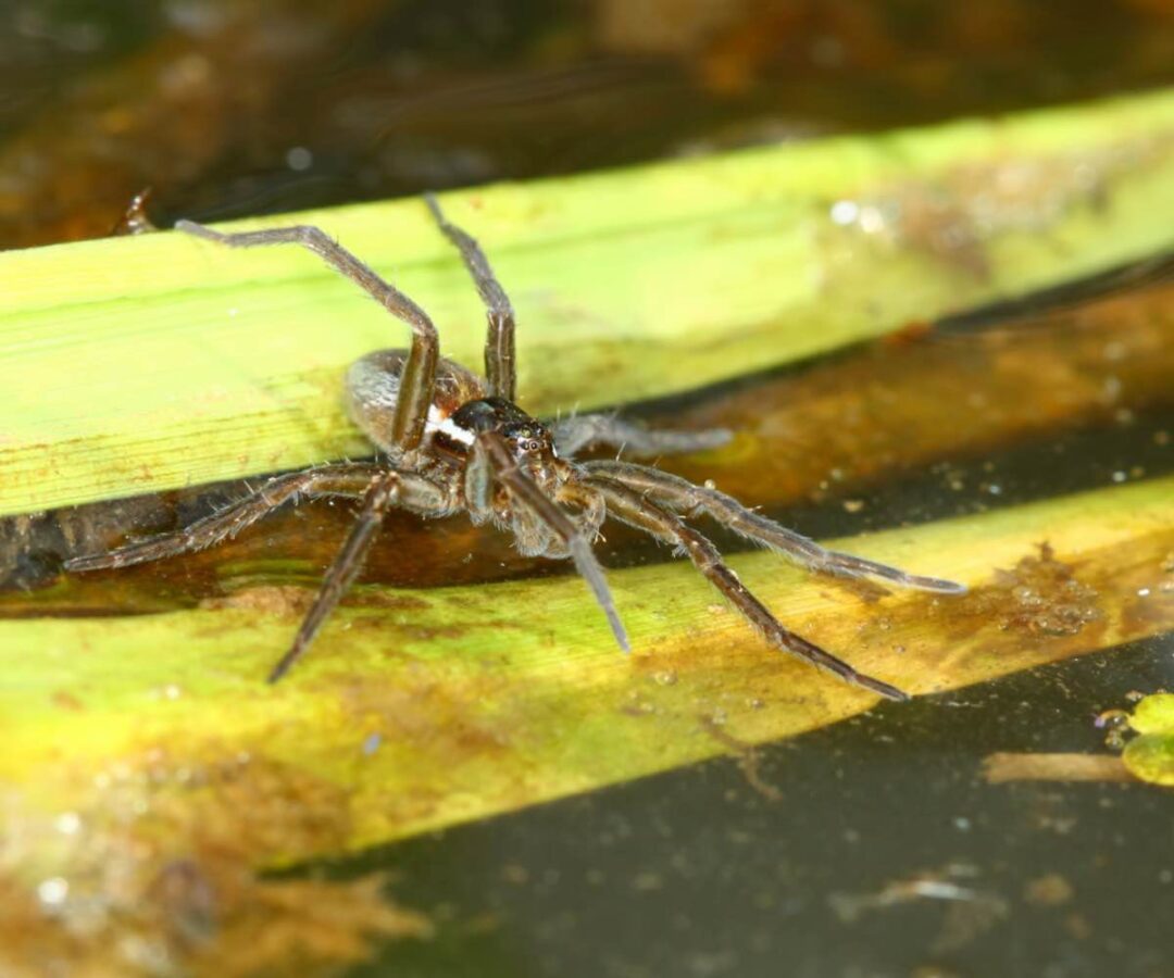 10 Fun Facts About Fishing Spiders - Factopolis