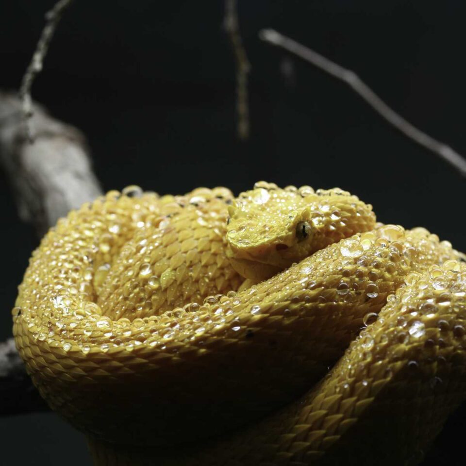10 Fancy Facts About Eyelash Viper Snakes - Factopolis