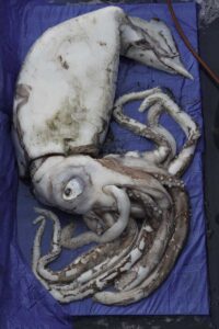 14 Huge Facts About the Giant Squid - Factopolis