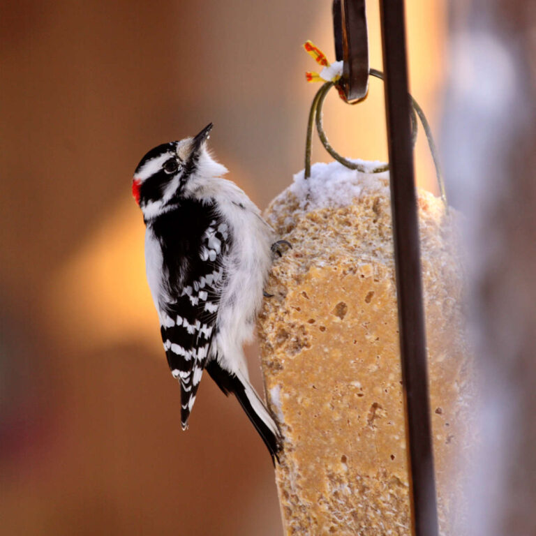 9 Drumming Facts About The Downy Woodpecker - Factopolis