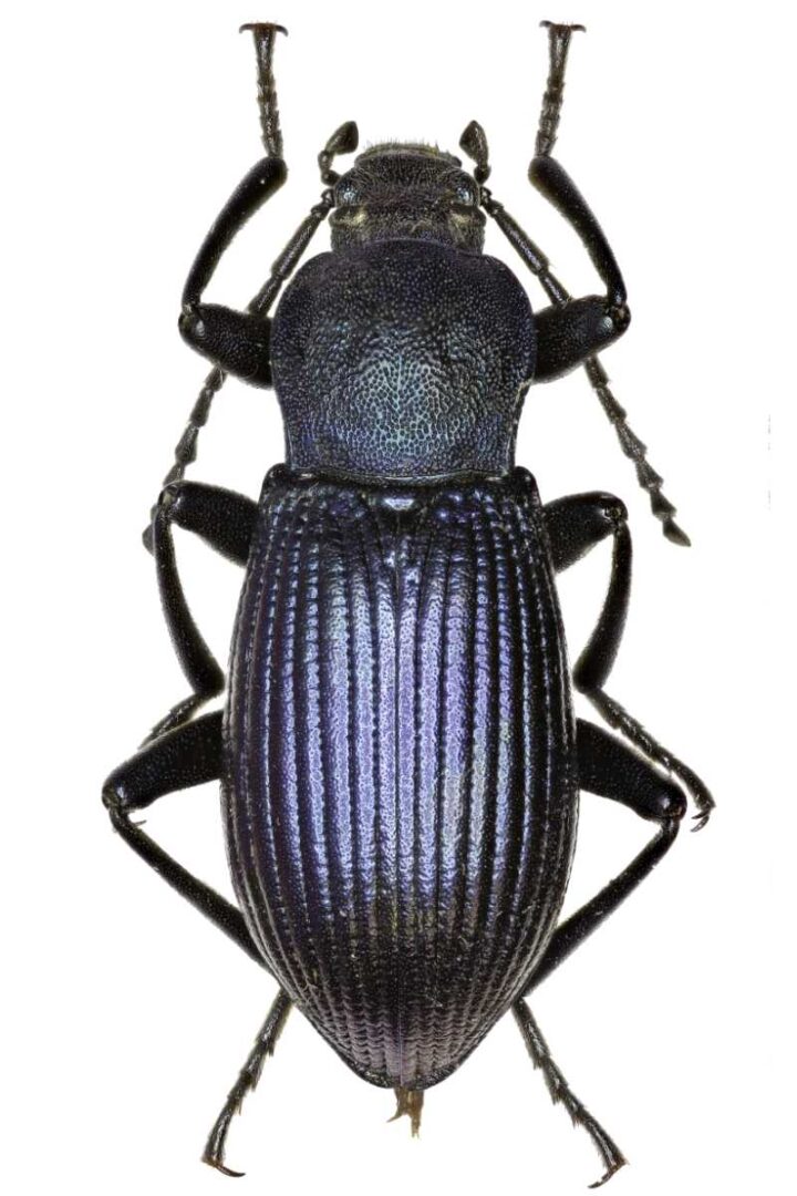 10 Facts About Darkling Beetles You Need to Know - Factopolis
