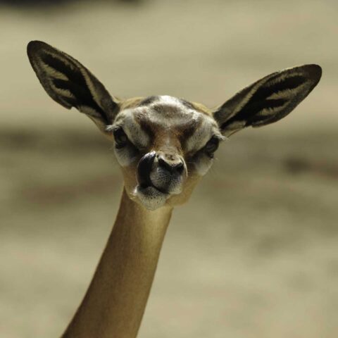 10 Fun Facts About Gerenuk - Factopolis