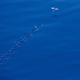 11 Jumping Facts About the Flying Fish - Factopolis