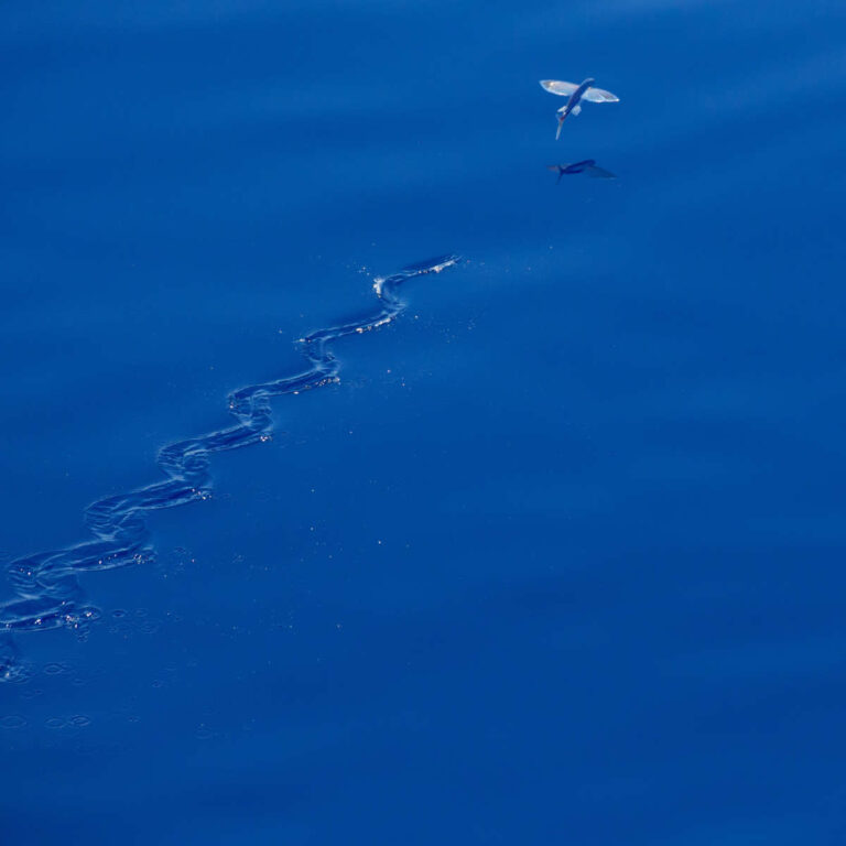 11 Jumping Facts About the Flying Fish - Factopolis