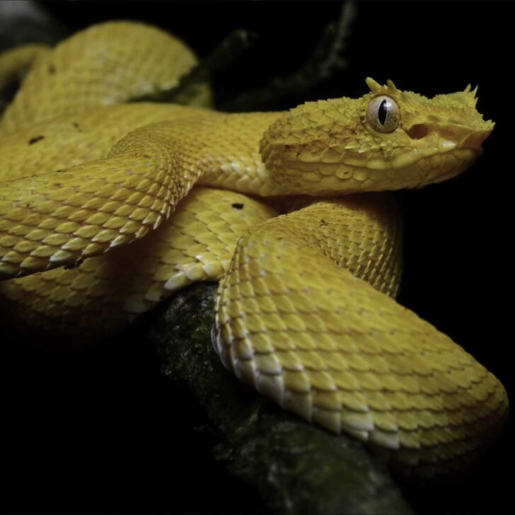 10 Fancy Facts About Eyelash Viper Snakes - Factopolis