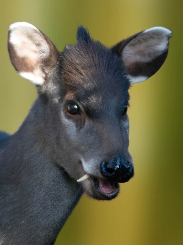 Strangest Animals in the World - Factopolis